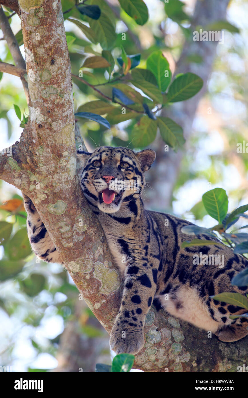 Clouded leopard on tree hi-res stock photography and images - Alamy