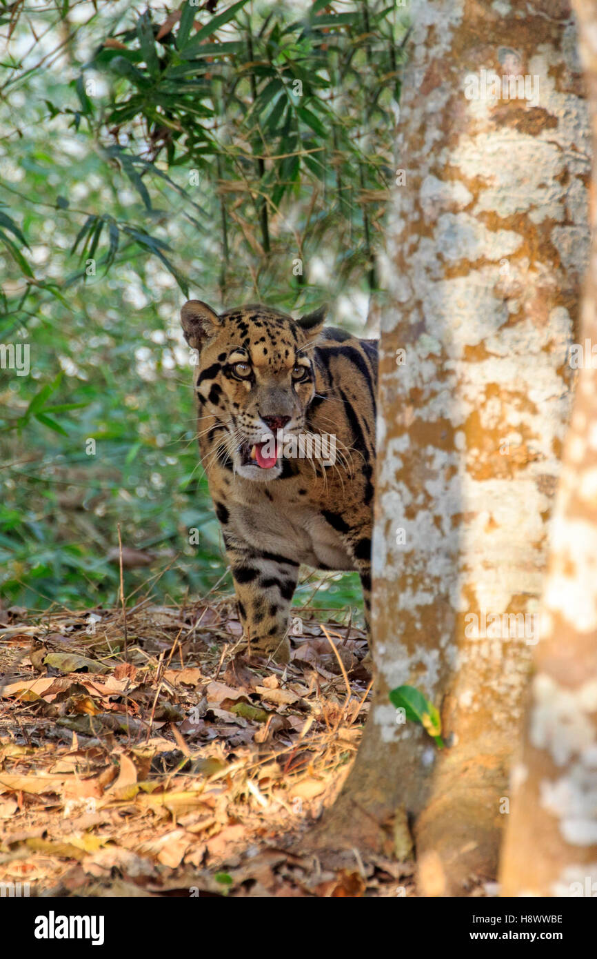 Clouded leopard (Neofelis nebulosa) on ground, Trishna wildlife ...