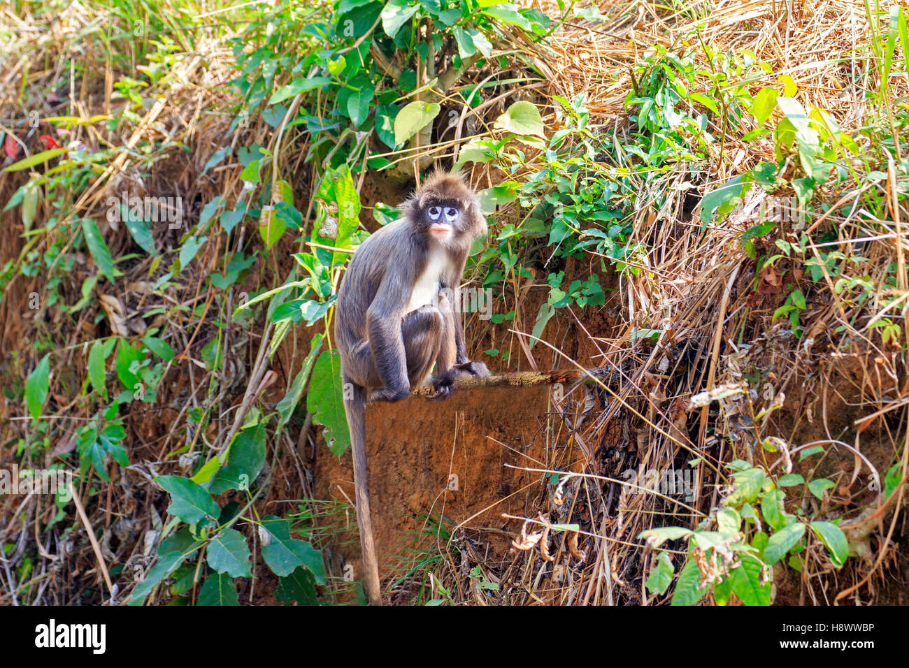 Phayre's leaf monkey or Phayre's langur (Trachypithecus phayrei) on ...