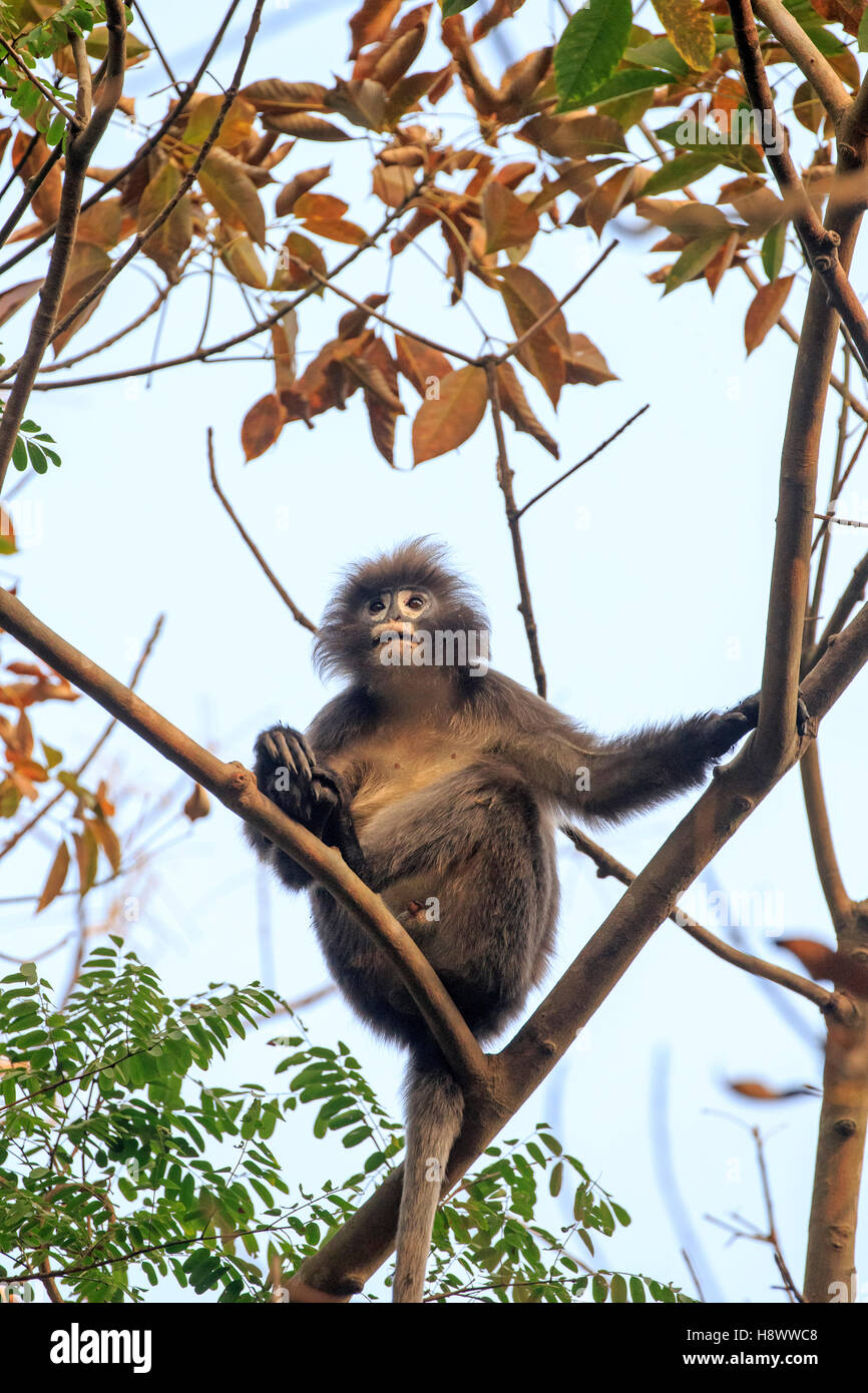Phayres leaf monkey hi-res stock photography and images - Alamy