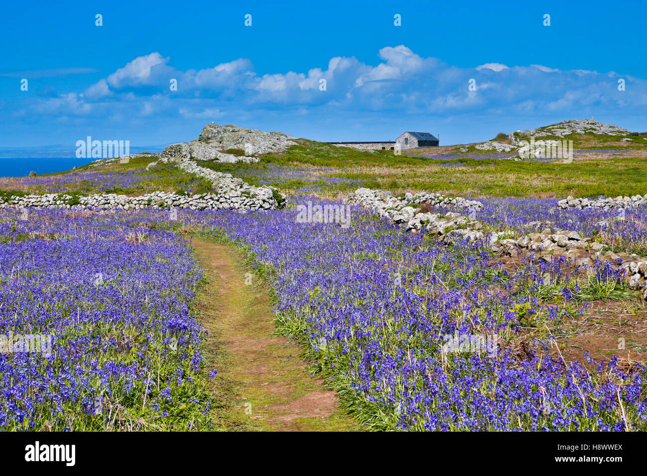 Skomer flowers hi-res stock photography and images - Alamy