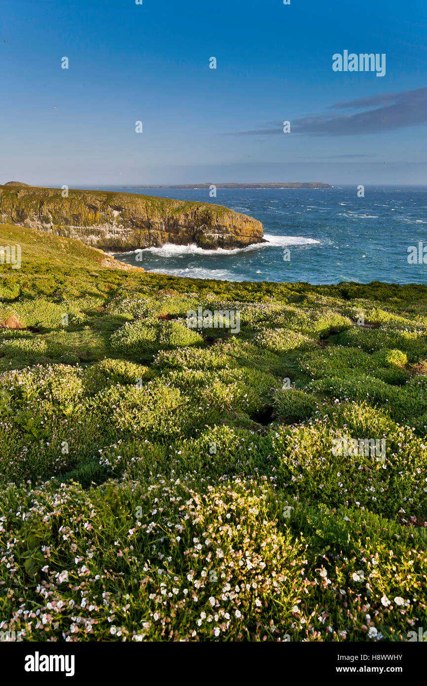 Skomer; Wales; UK Stock Photo - Alamy