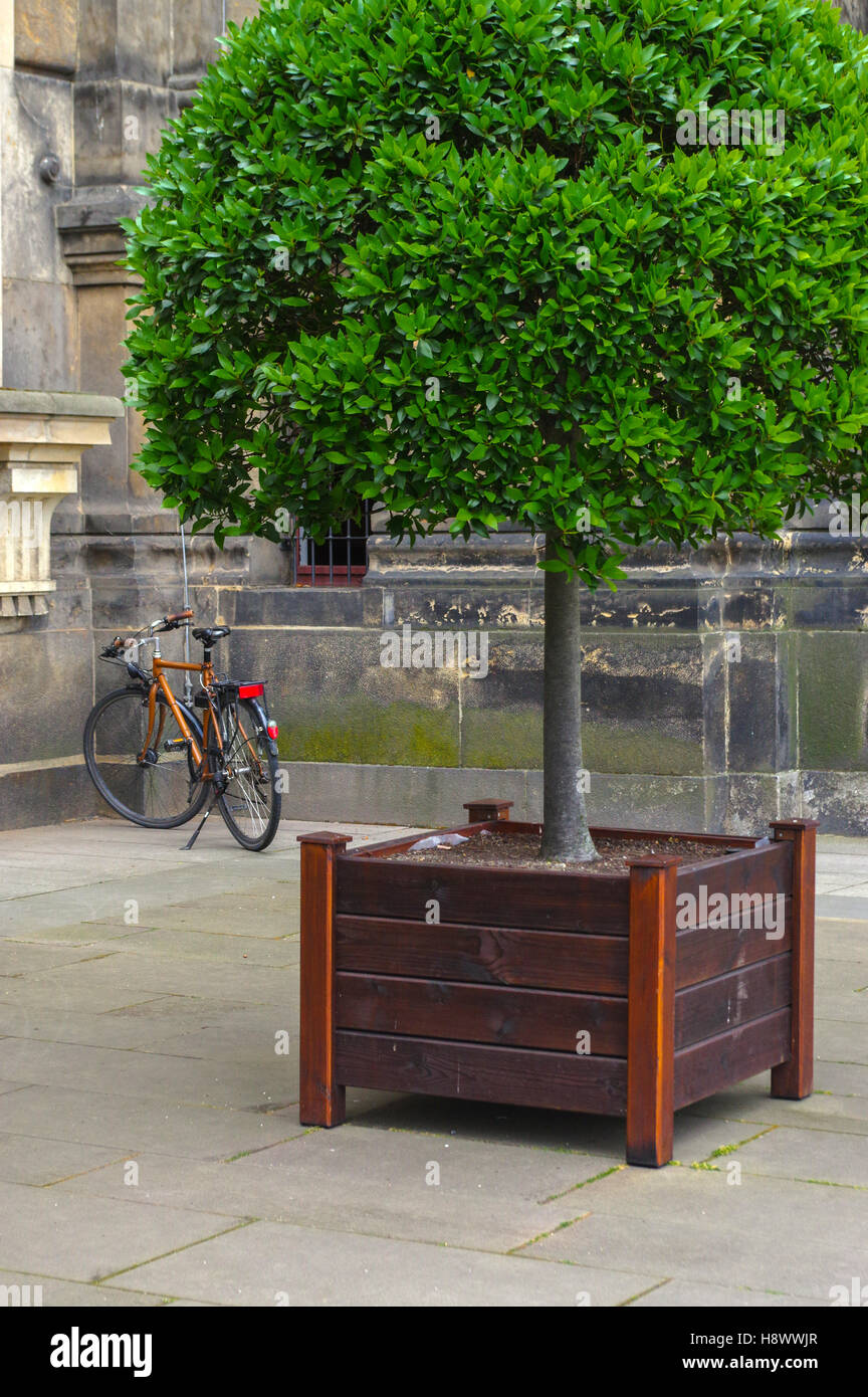 a green plant or tree in wooden boxes with a bouquet with fasade or ...