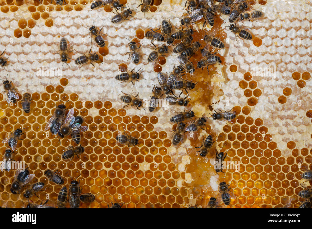 Honey bees (Apis mellifera) workers on alveoli, France Stock Photo - Alamy