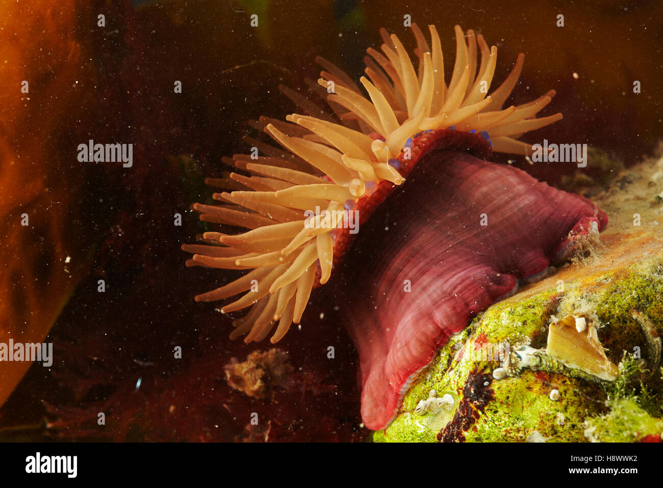 Actinia equina france hi-res stock photography and images - Alamy