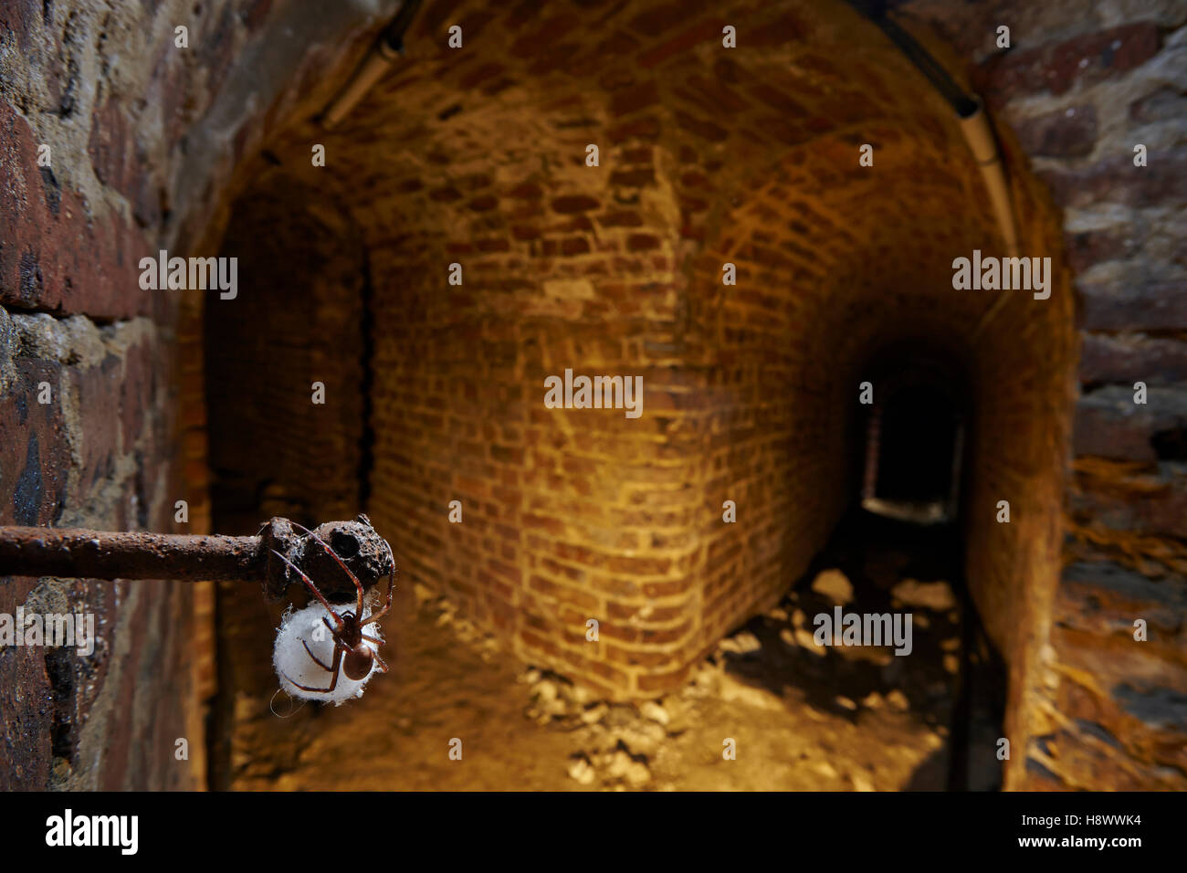 Cave Spider (Meta menardi) and cocoon in underground, France Stock ...