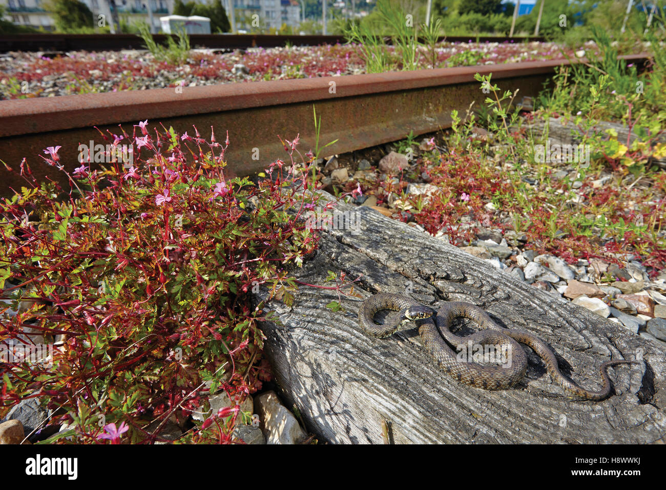 Snake rail hi-res stock photography and images - Alamy