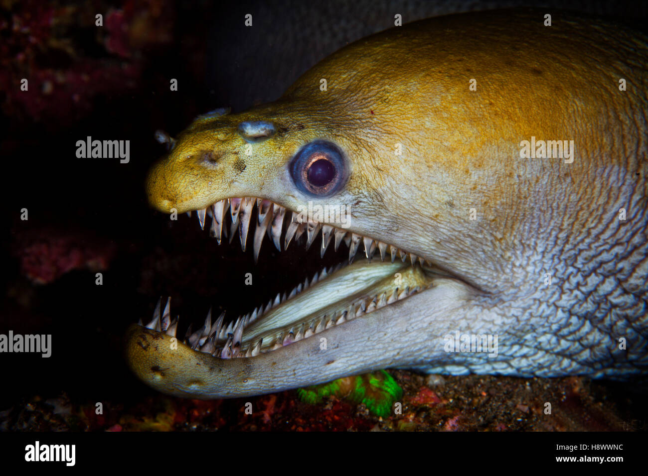 Portrait of Viper Moray (Enchelynassa canina) in the reef, Indian Ocean ...