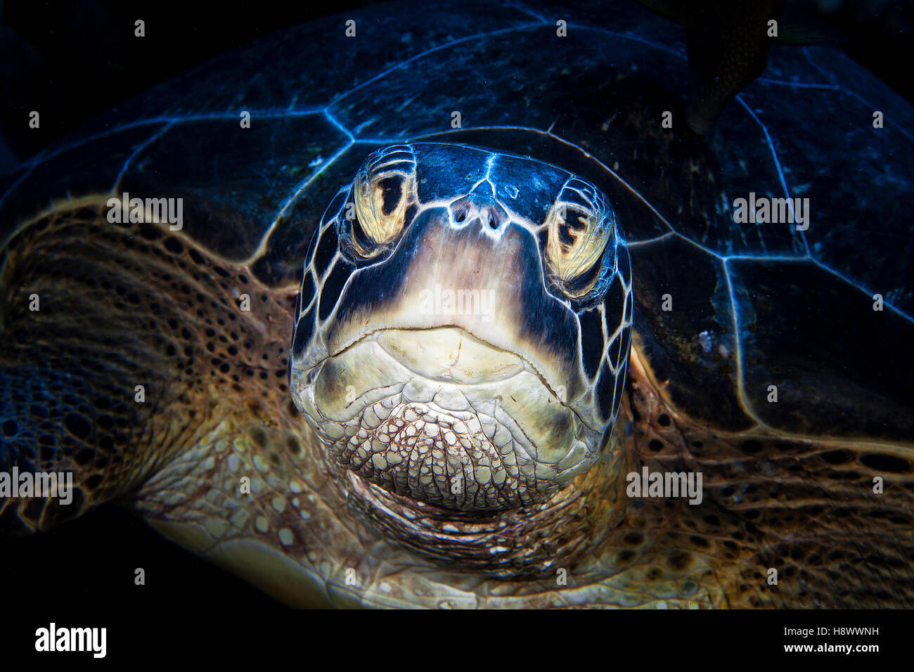 Portrait of Green turtle (Chelonia mydas) underwater, Indian Ocean ...