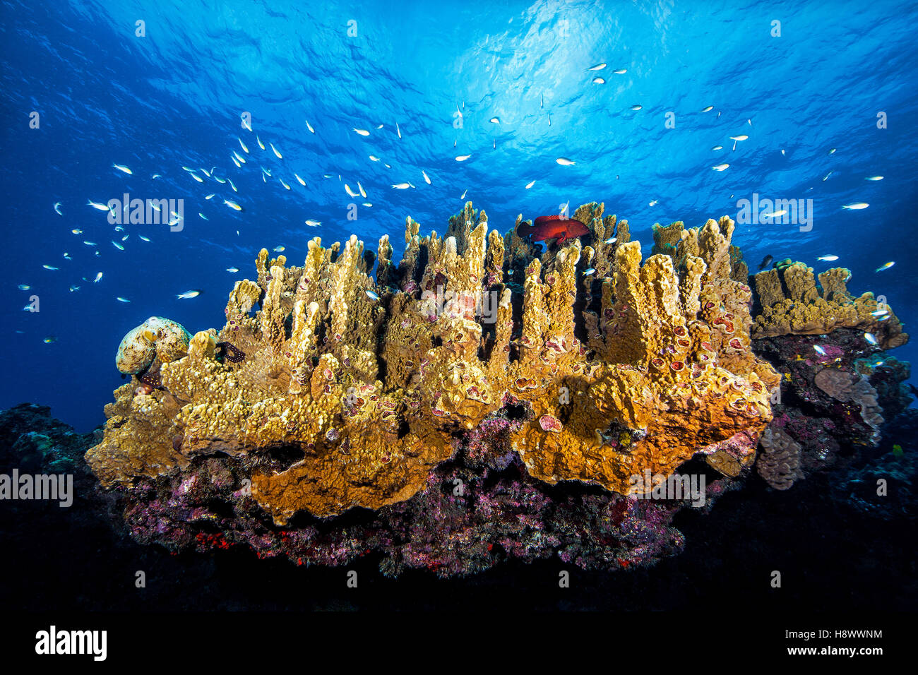 Coleoid coleoidea sp hi-res stock photography and images - Alamy