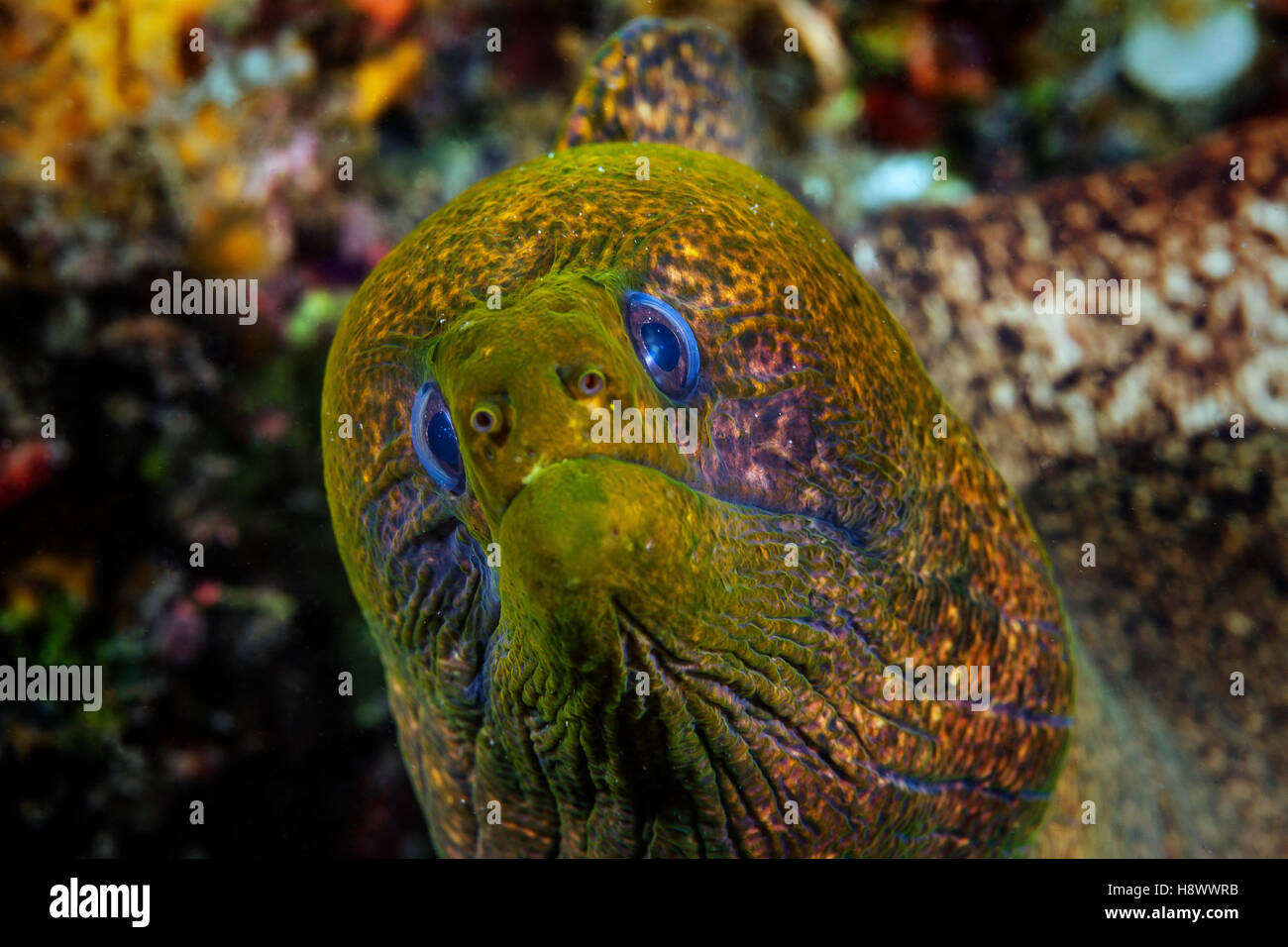 Portrait of undulated moray (Gymnothorax undulatus) in the reef ...