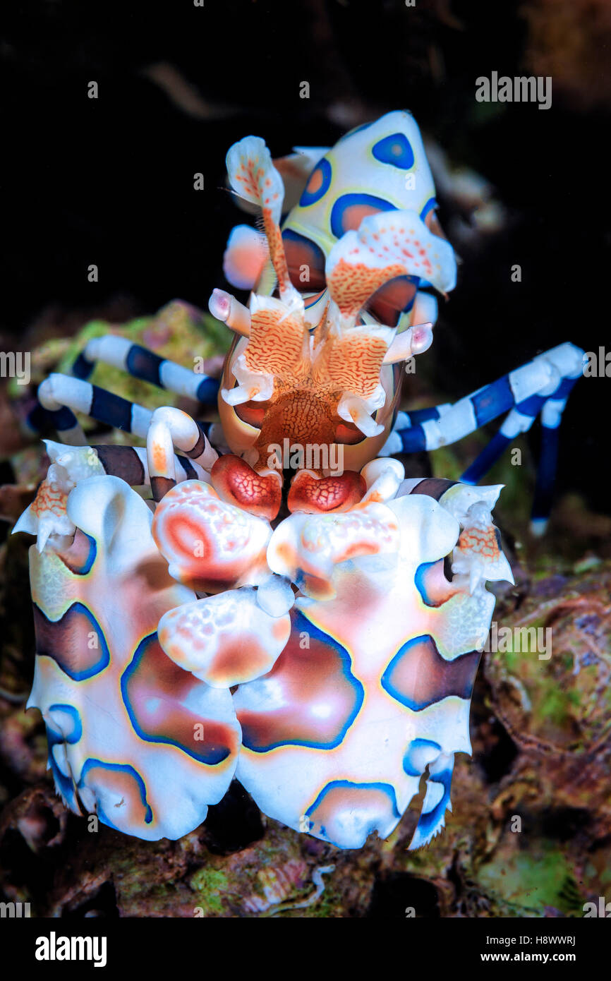 Harlequin shrimp (Hymenocera picta) in the reef, Tofo, Mozambique ...