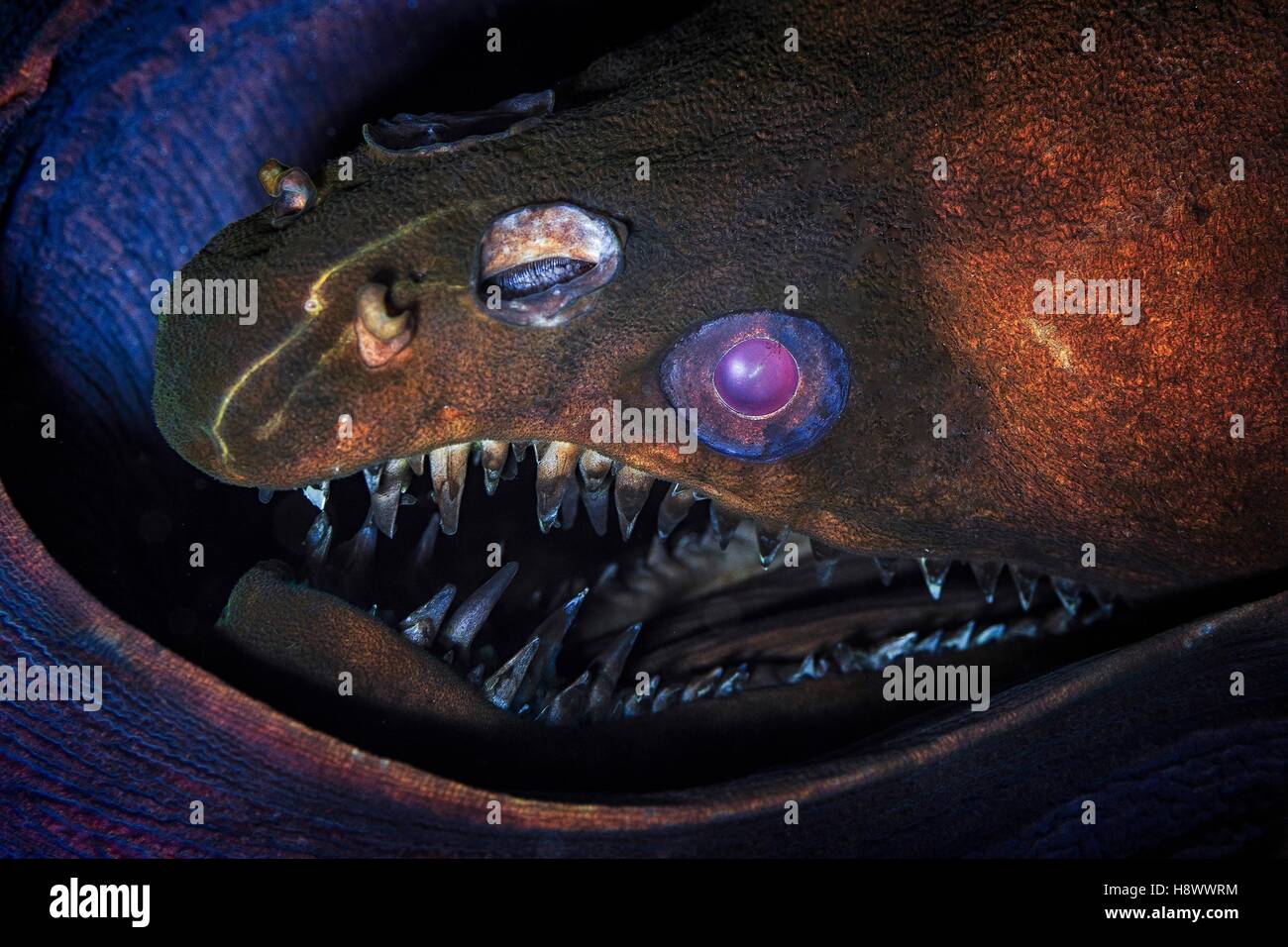 Portrait of Viper Moray (Enchelynassa canina) in the reef, Indian Ocean ...