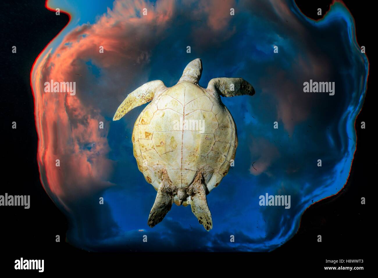 Green sea turtle swimming underneath hi-res stock photography and ...