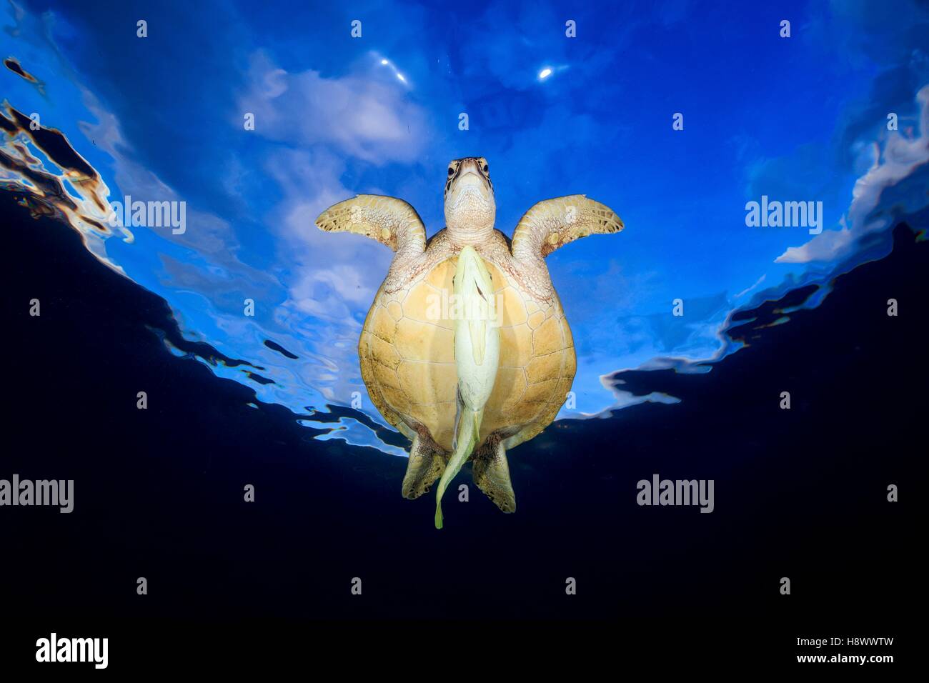 Green sea turtle swimming underneath hi-res stock photography and ...