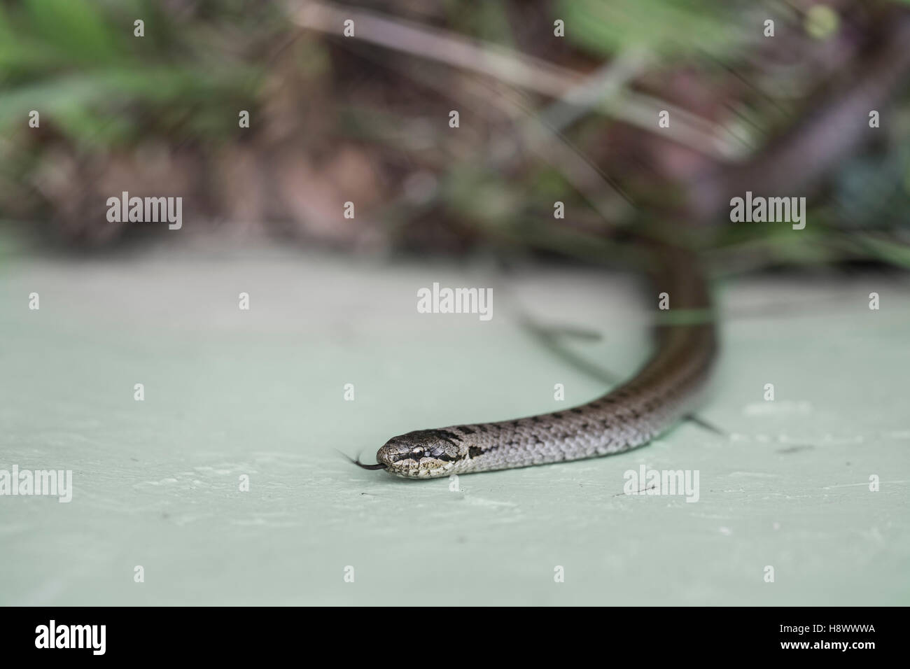 Smooth snake hi-res stock photography and images - Alamy