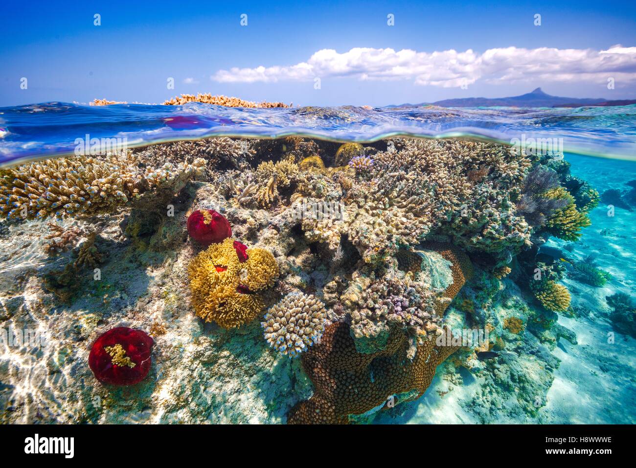 Corals on the surface of the water during the great tides in the lagoon ...