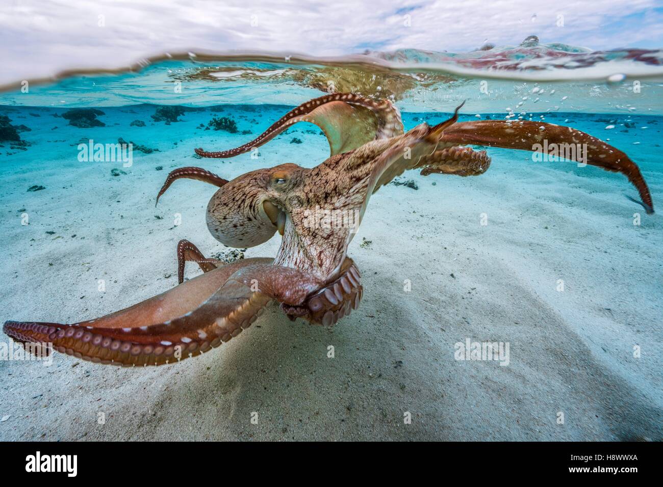 Octopus In Indian Ocean