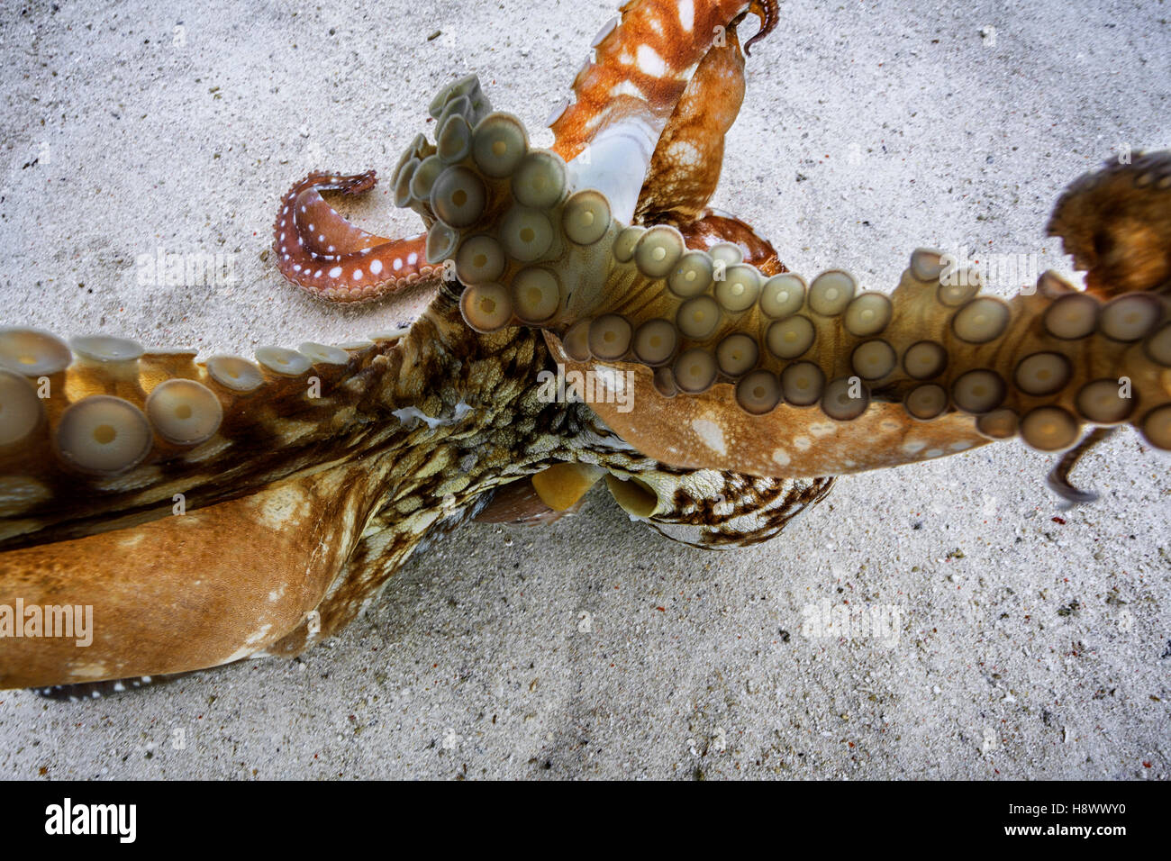 Octopus (Octopus sp) clinging to my box glass dome with the suckers of ...