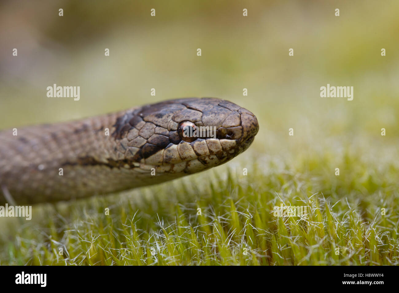 Smooth snake hi-res stock photography and images - Alamy