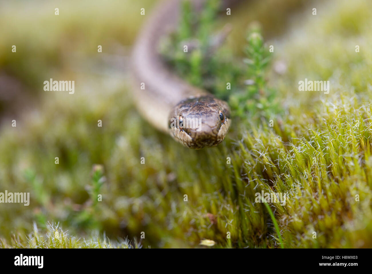Smooth snake hi-res stock photography and images - Alamy
