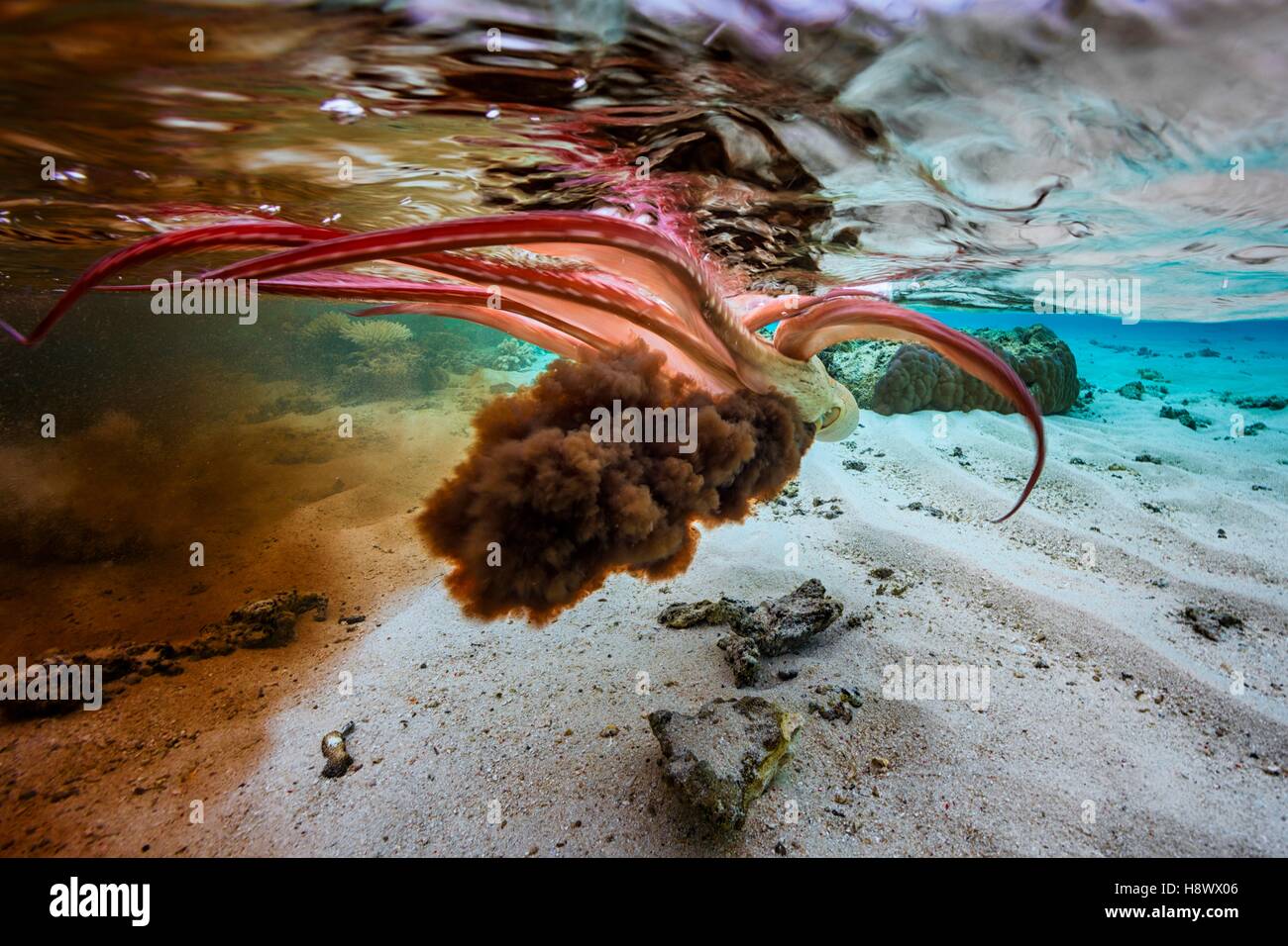 Octopus (Octopus sp) spewing his ink in the lagoon, Mayotte, Indian ...