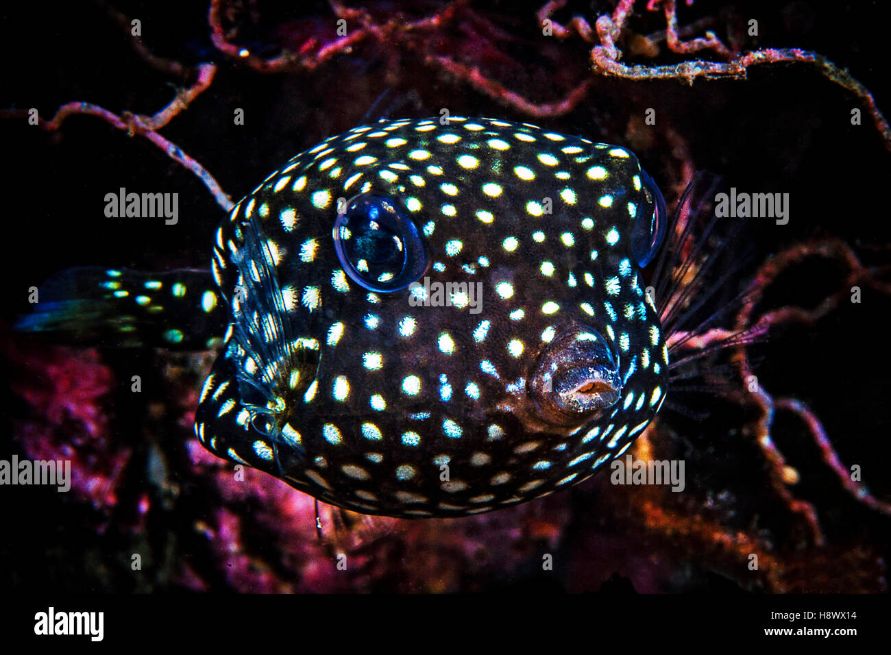 Yellow boxfish (Ostracion cubicus) in reef, Reunion island, Indian ...