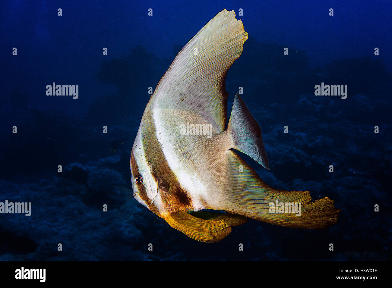 Longfin batfish (Platax teira), Reunion island, Indian Ocean Stock ...
