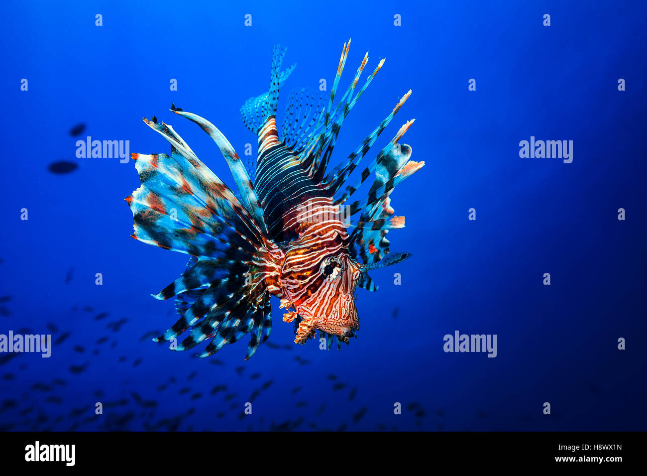 Devil firefish (Pterois miles) in the blue, Mayotte, Indian Ocean Stock ...