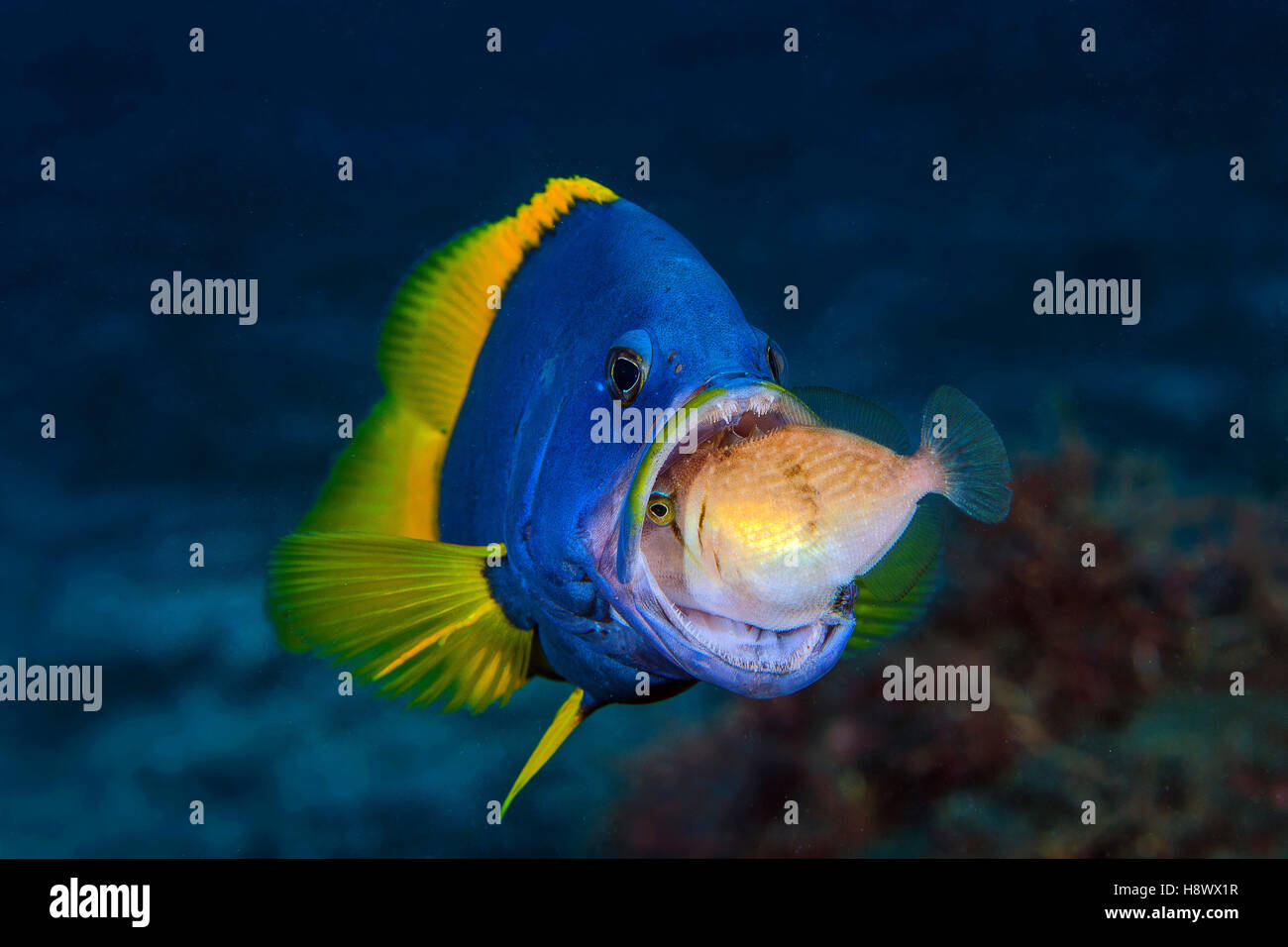 Blue-and-yellow grouper (Epinephelus flavocaeruleus) juvenile ...