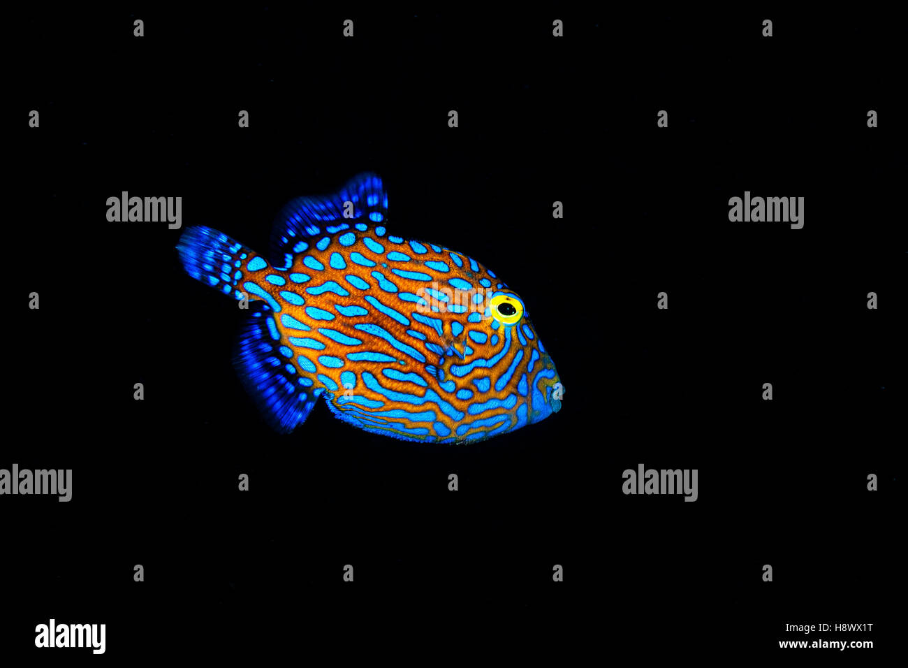 Yellow-spotted triggerfish (Pseudobalistes fuscus) juvenile on black ...