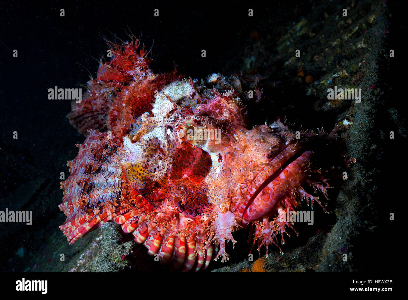 Portrait of Tassled scorpionfish (Scorpaenopsis oxycephalus) on bottom ...