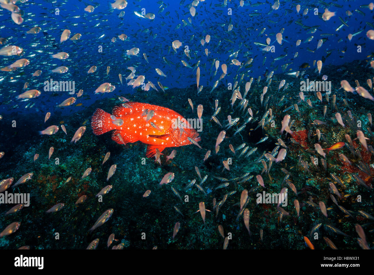 Tomato hind (Cephalopholis sonnerati) above reef, Tofo, Mozambique ...