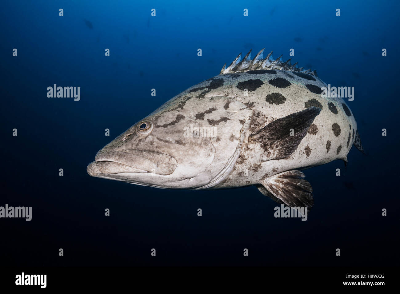 Potato Grouper (Epinephelus tukula), Tofo, Mozambique, Indian Ocean ...