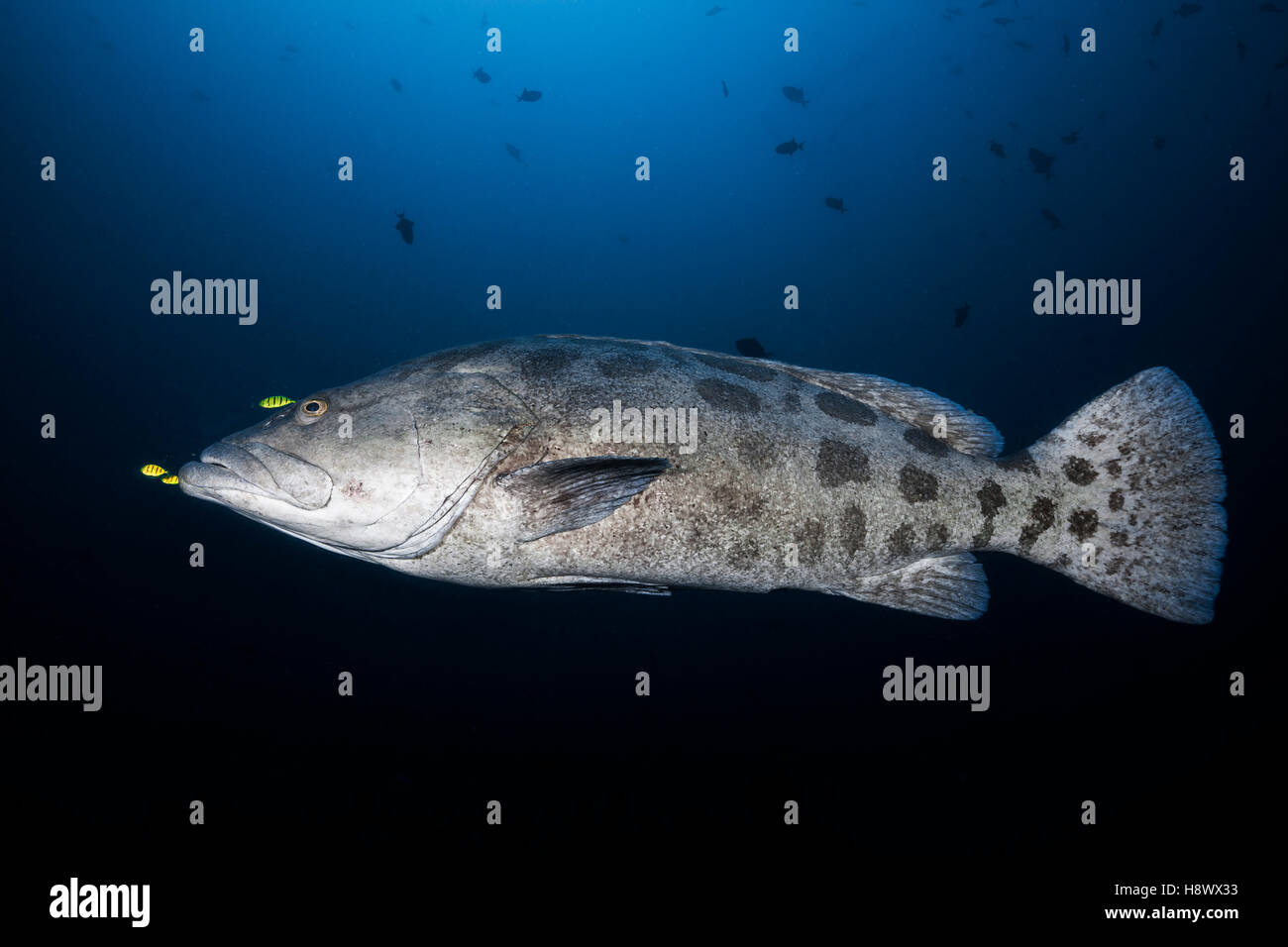 Potato Grouper (Epinephelus tukula), Tofo, Mozambique, Indian Ocean ...
