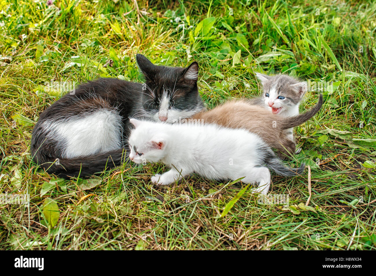 Domestic cat dream group hi-res stock photography and images - Alamy