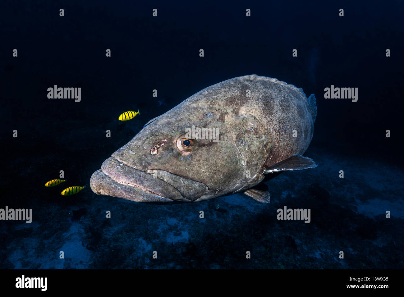 Potato Grouper (Epinephelus tukula), Tofo, Mozambique, Indian Ocean ...