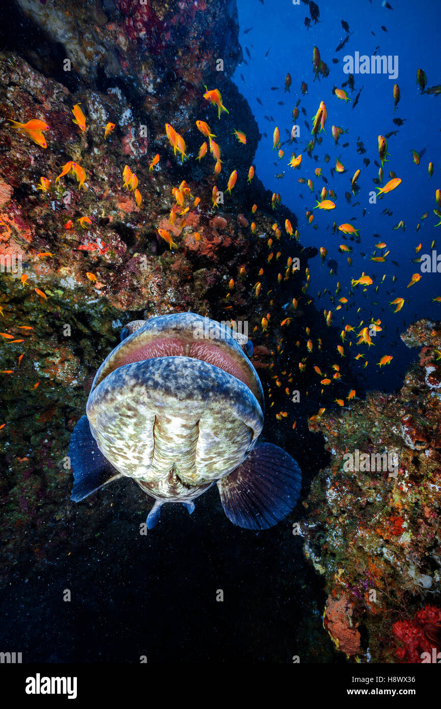 Potato Grouper (Epinephelus tukula) in reef, Tofo, Mozambique, Indian ...