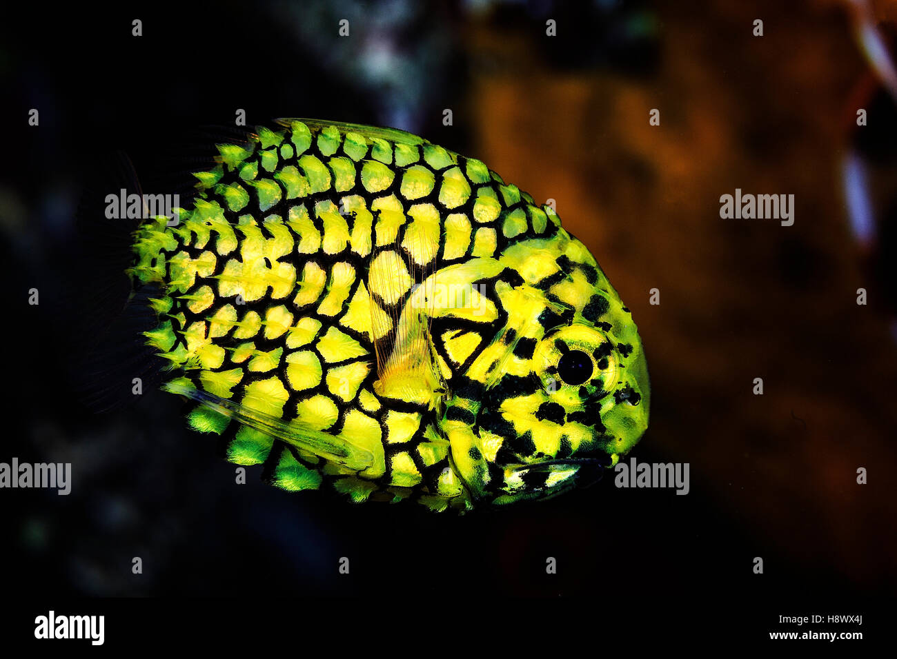 Pineapple Fish (Monocentris japonica), Reunion Island, Indian Ocean ...