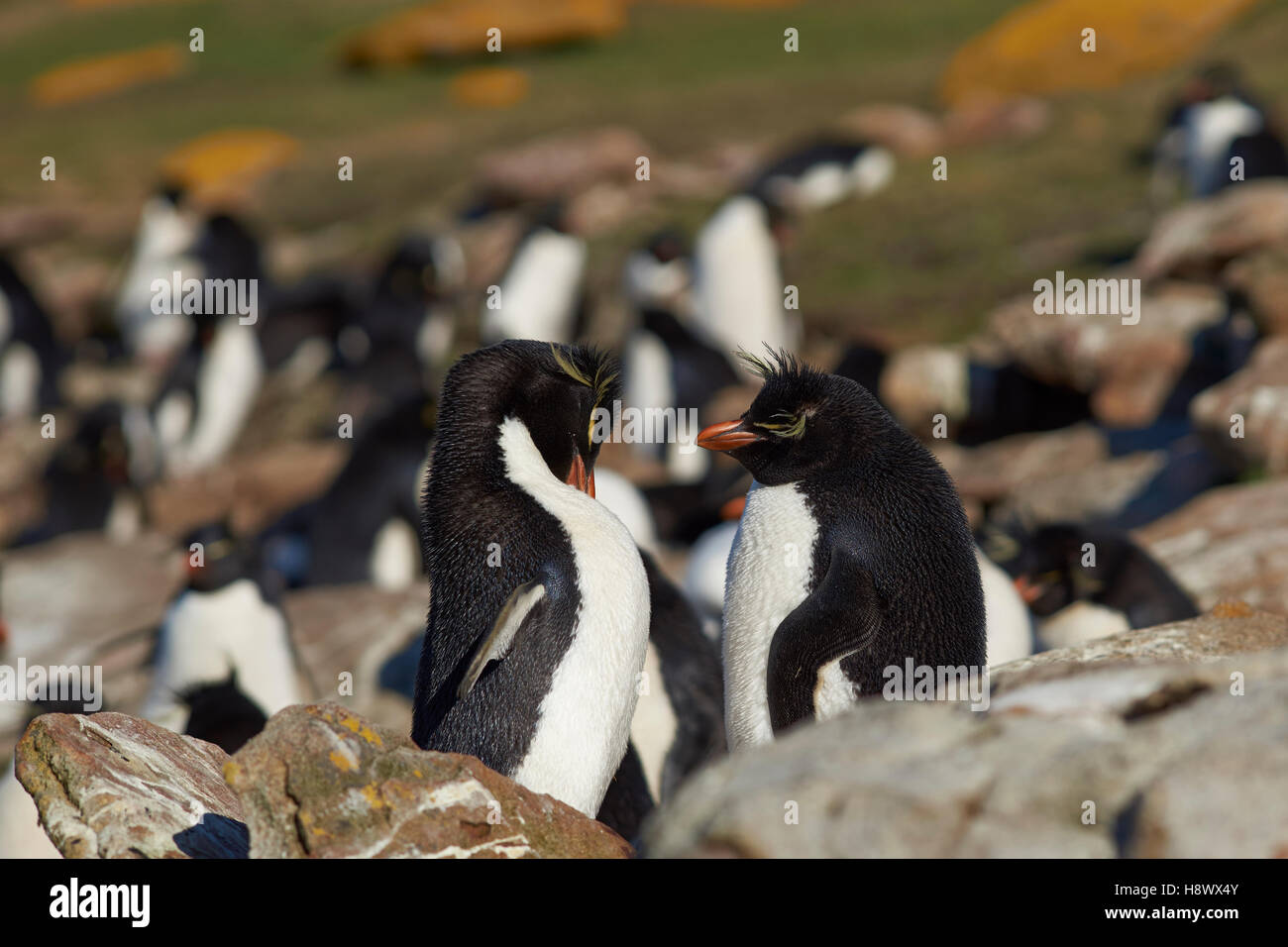 Colony of Rockhopper Penguins on Saunders Island Stock Photo - Alamy