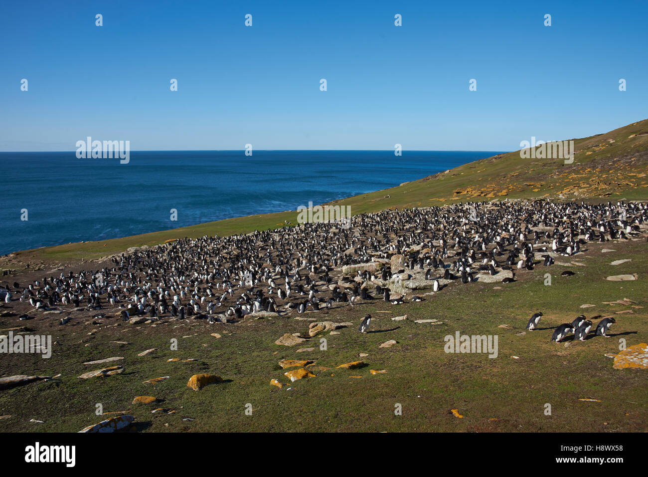 Colony of Rockhopper Penguins on Saunders Island Stock Photo - Alamy