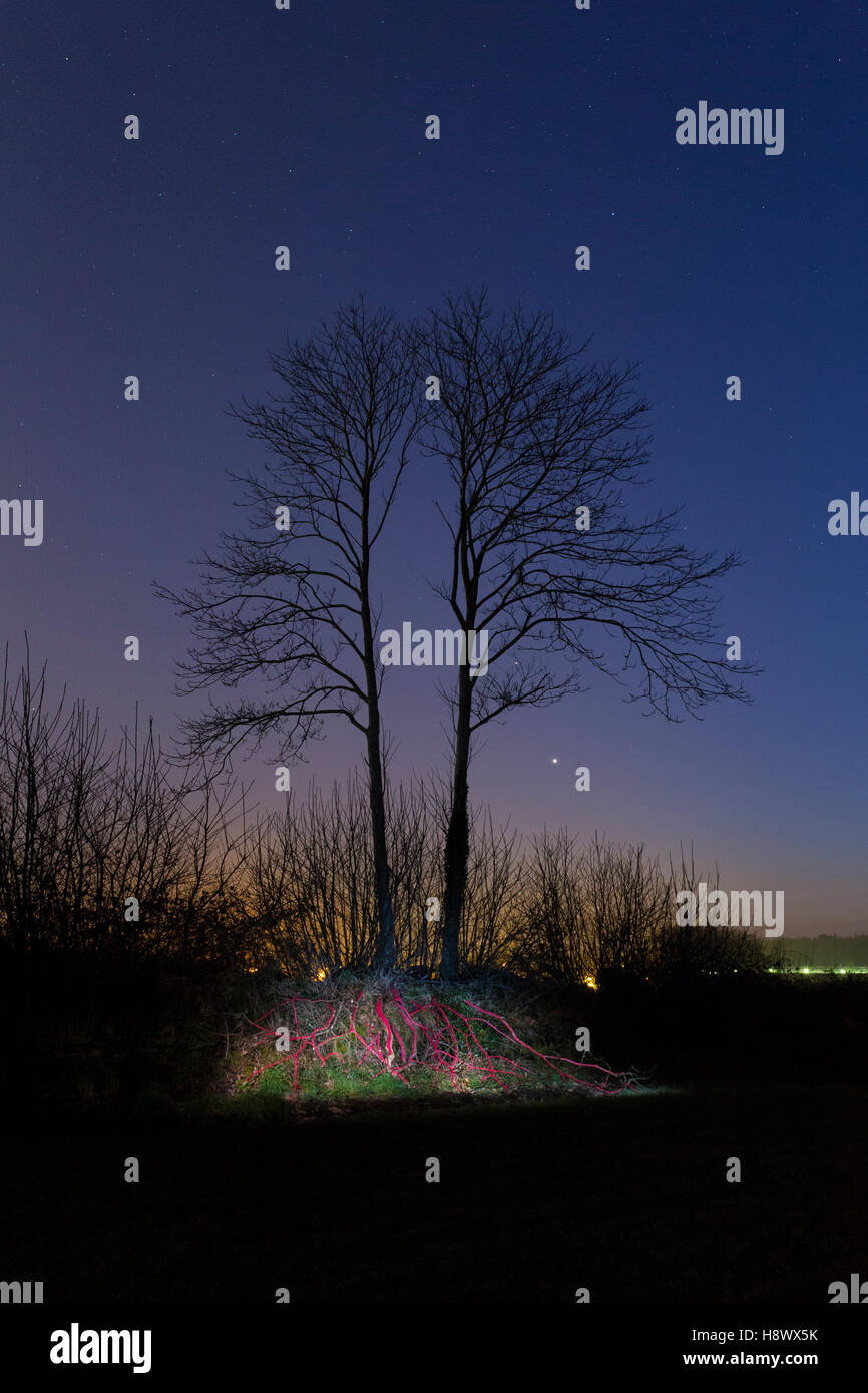 Tree silhouette with roots hi-res stock photography and images - Alamy