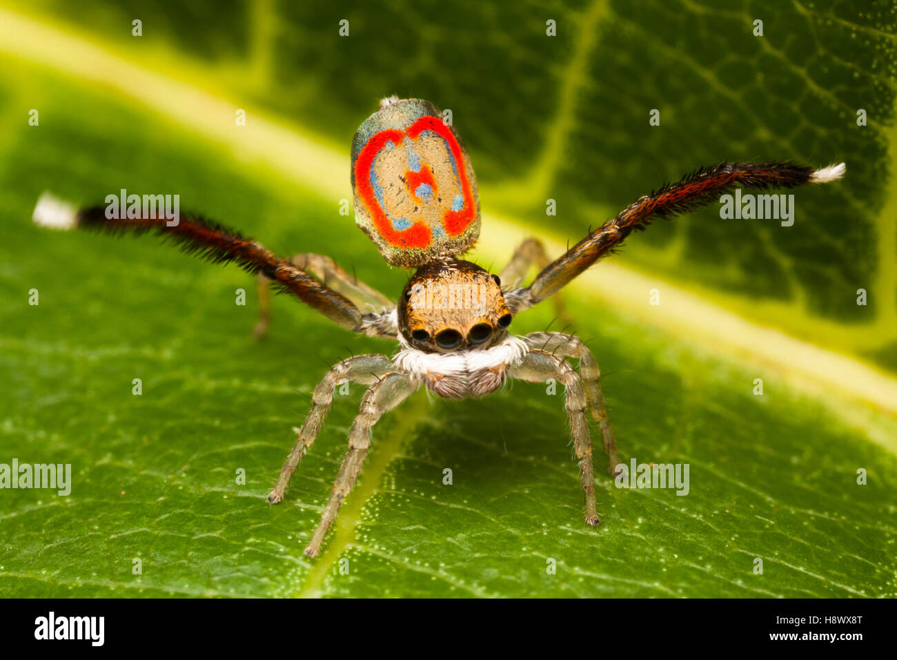 Male Peacock Jumping Spider mating display - Australia Stock Photo - Alamy