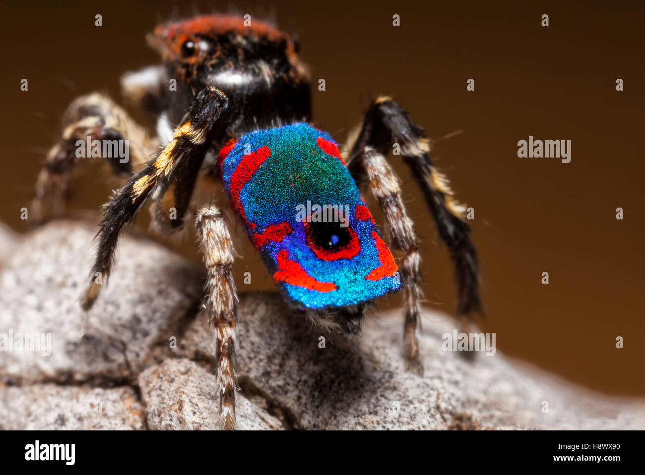 Male Peacock Spider showing his colorful abdomen - Australia Stock ...