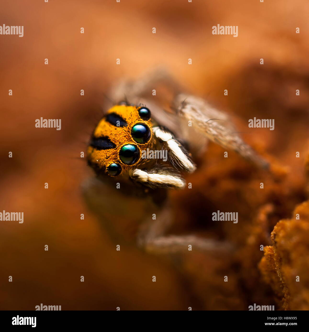 Portrait of Male Peacock Jumping Spider - Australia Stock Photo - Alamy