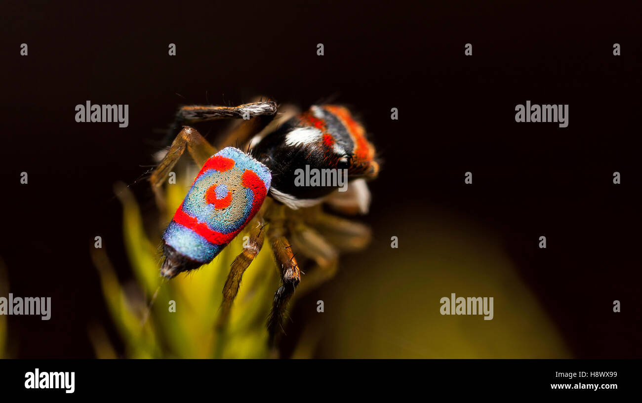 Male Peacock Spider showing his colorful abdomen - Australia Stock ...