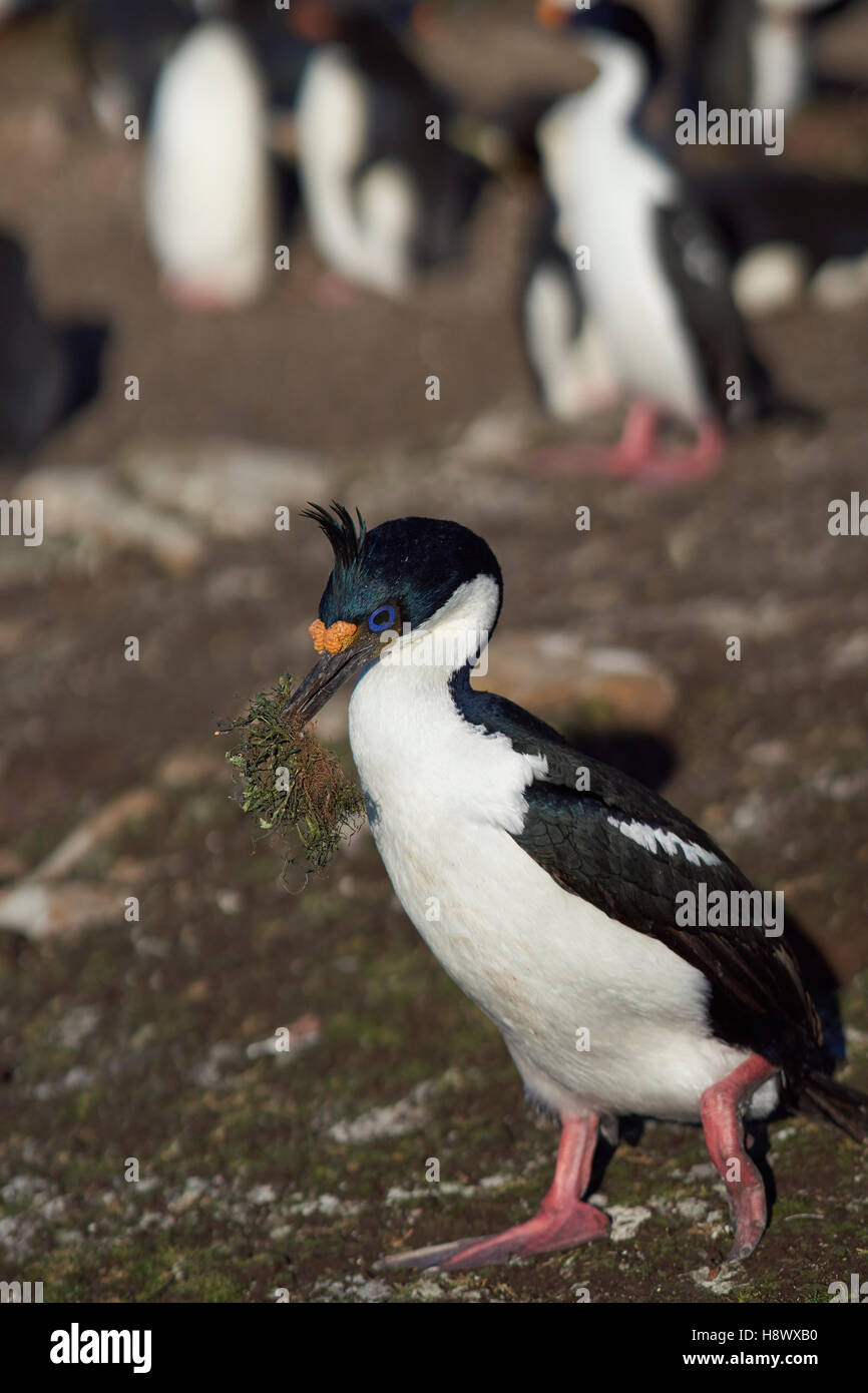 Imperial Shag (Phalacrocorax atriceps albiventer Stock Photo - Alamy