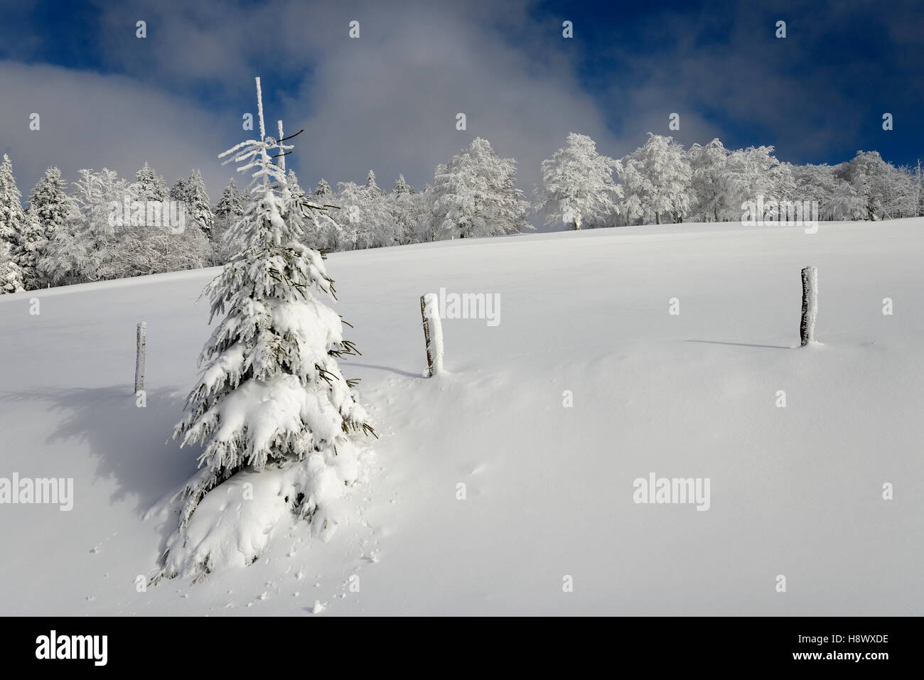 Natural Reserve of the Grand Ventron in winter - Vosges France Stock ...