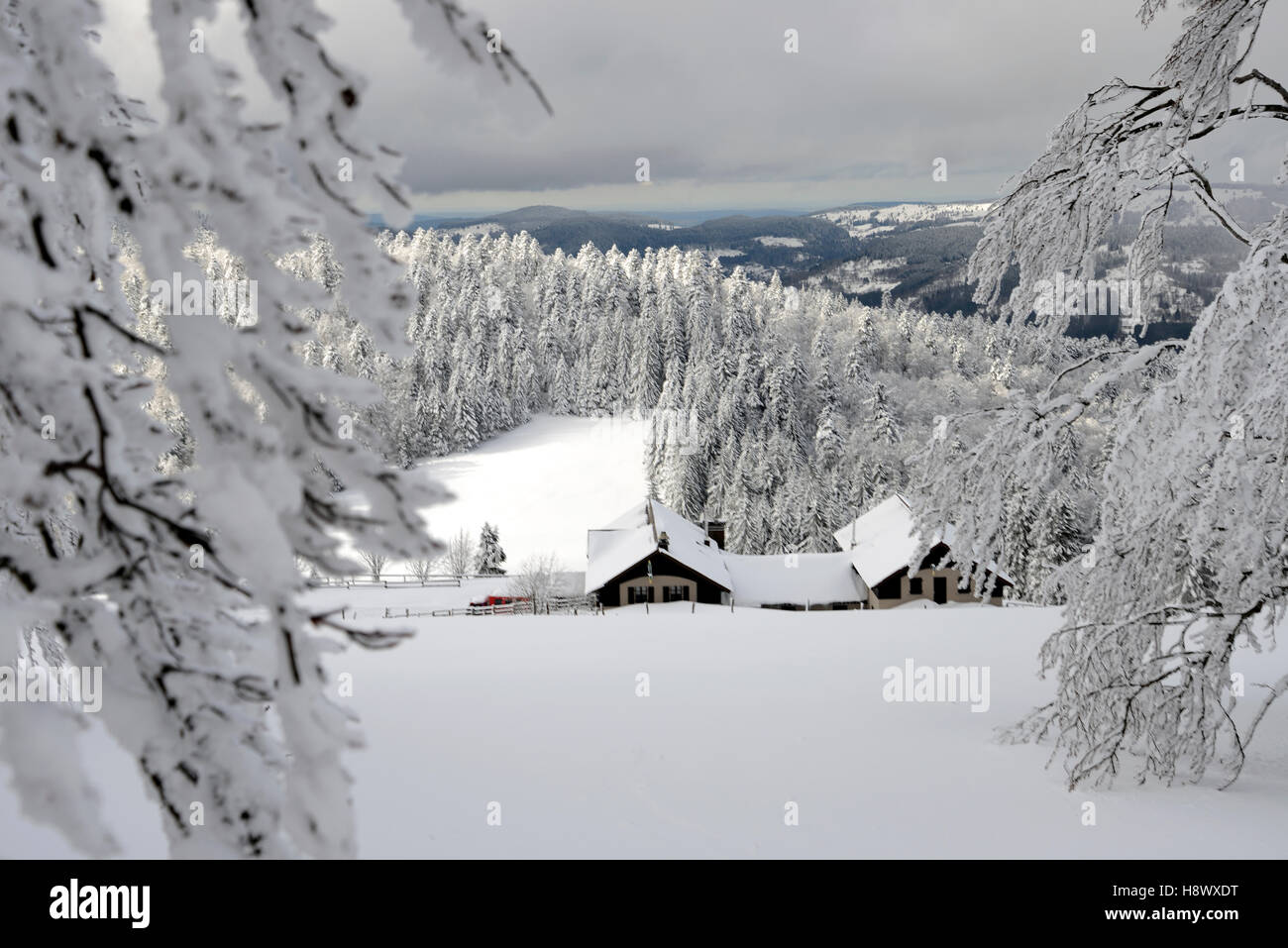Reserve Grand Ventron in winter - Vosges France Stock Photo - Alamy