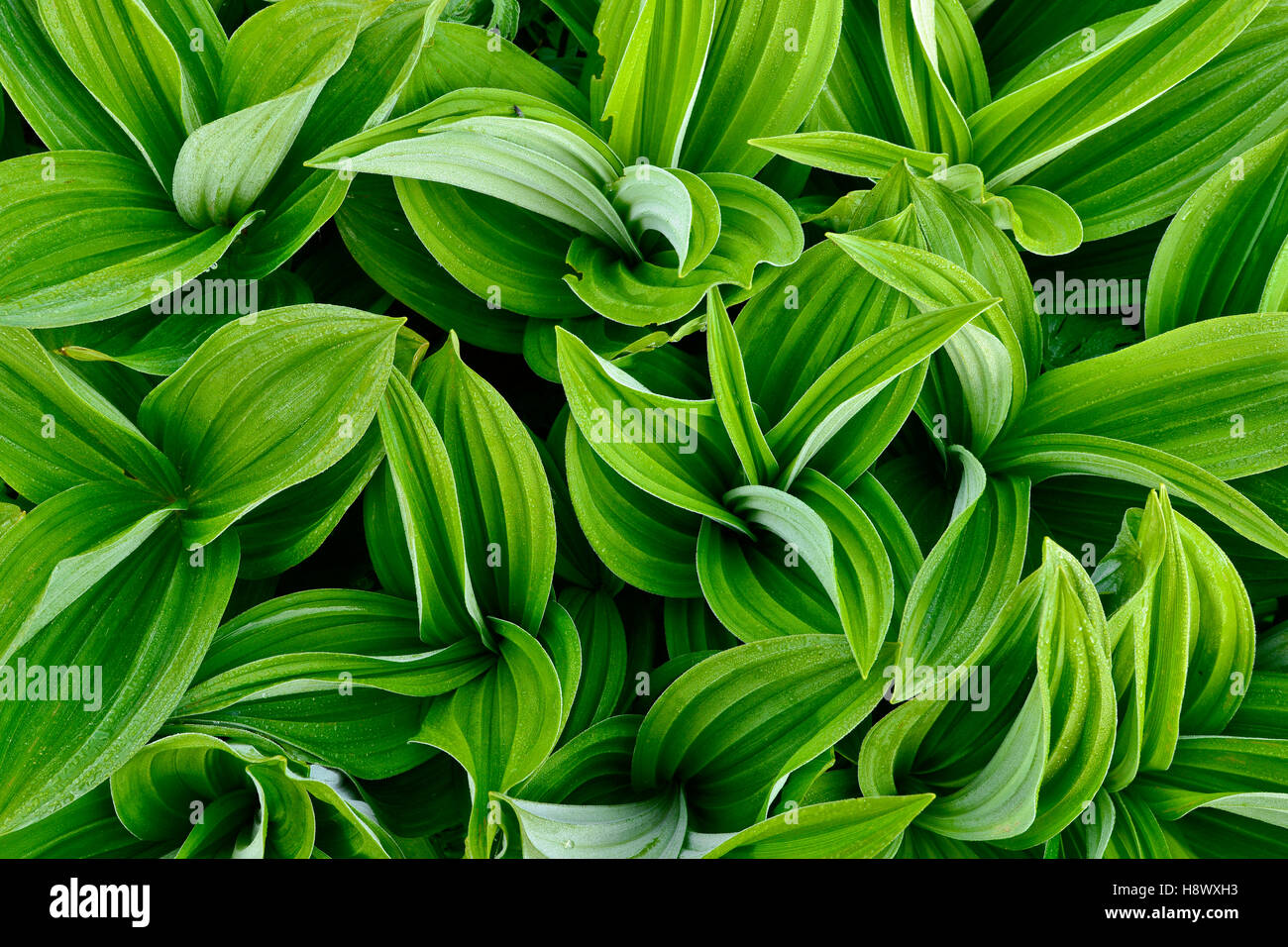 Giant False Helleborine leaves in mountain - Alpes France Stock Photo ...